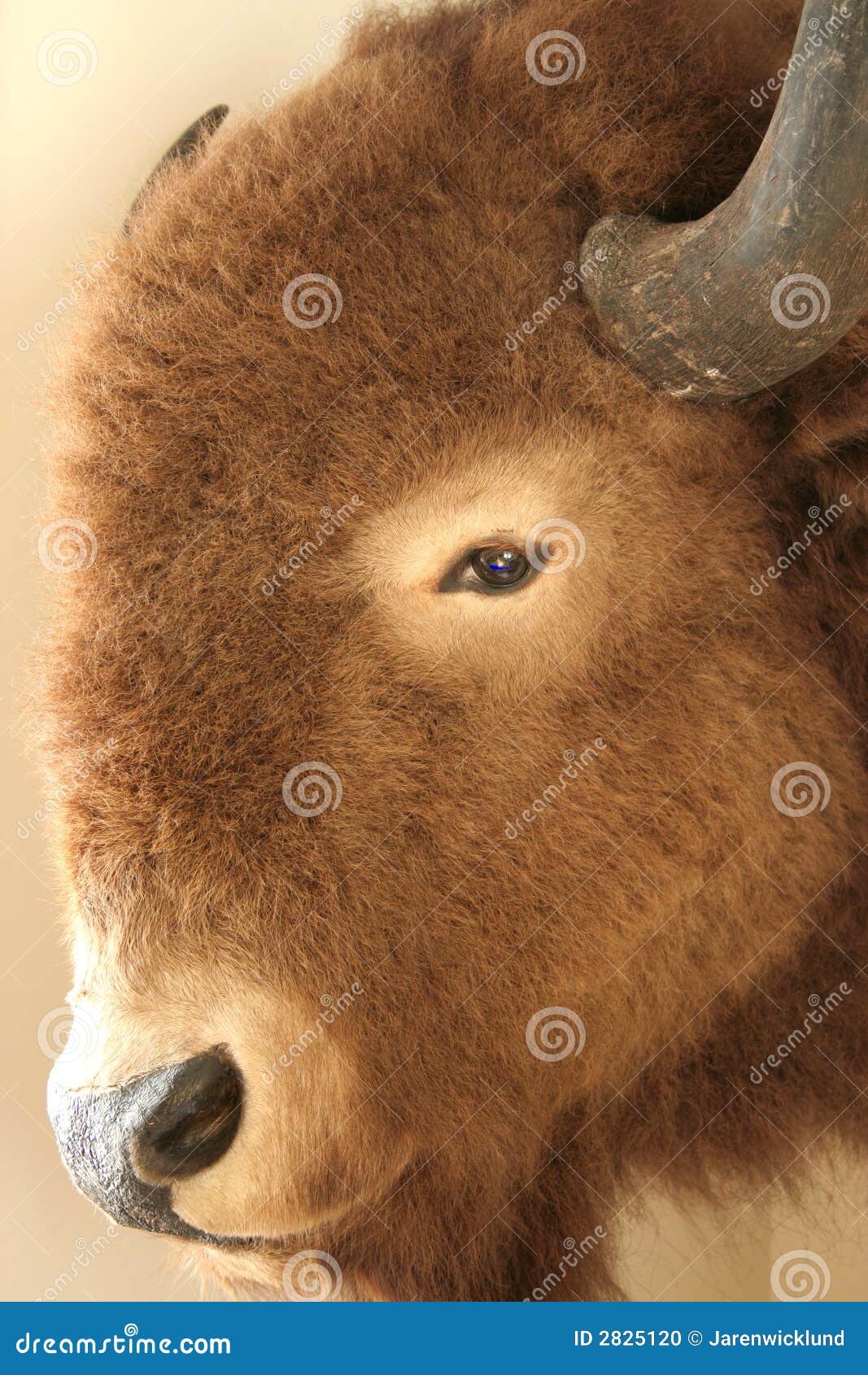 Buffalo Humor stock photo. Image of expression, hair, brown - 2825120