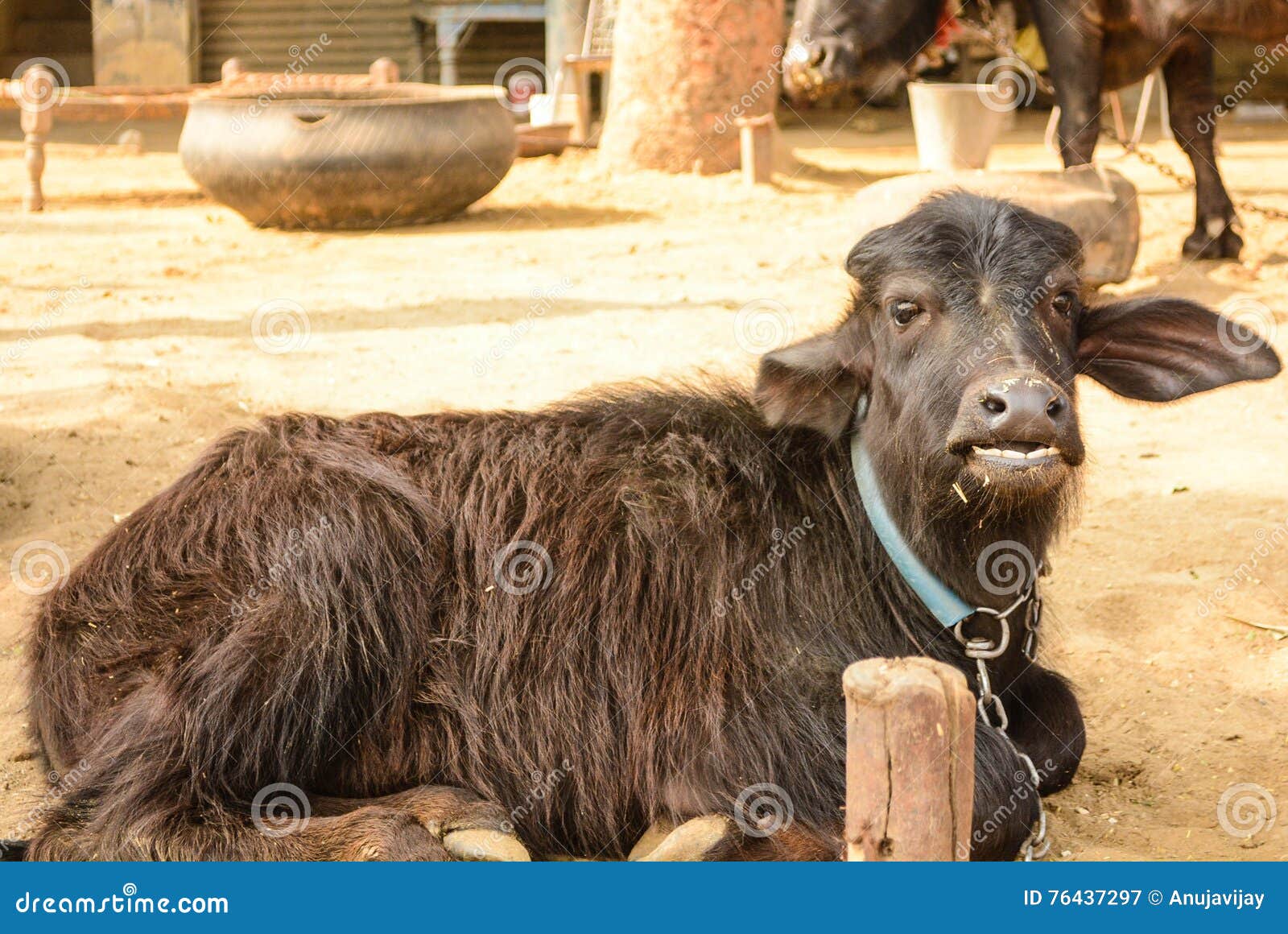 Buffalo in Indian village stock image. Image of asian - 76437297
