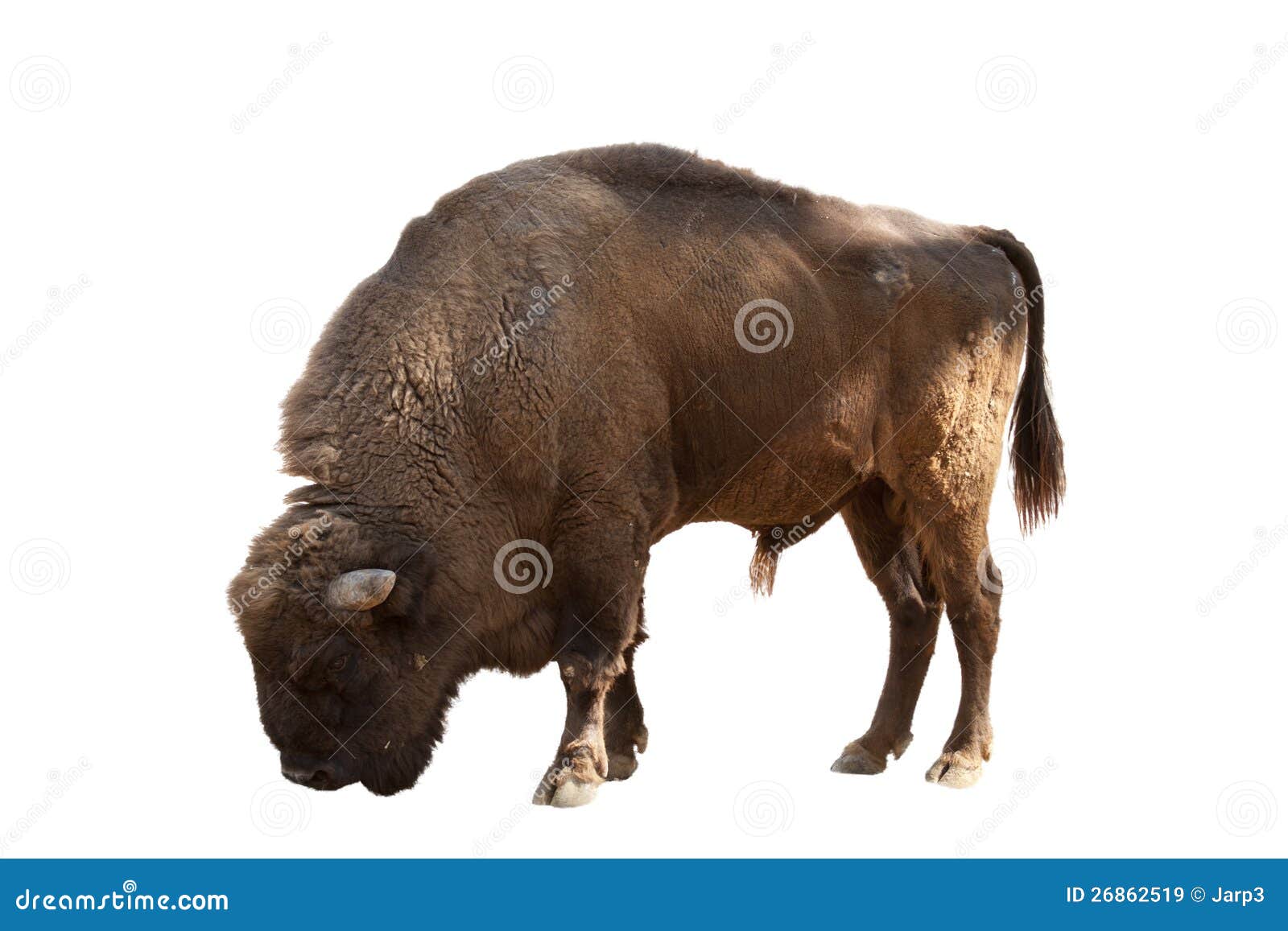 Buffalo isolated stock image. Image of grass, horn, white - 26862519