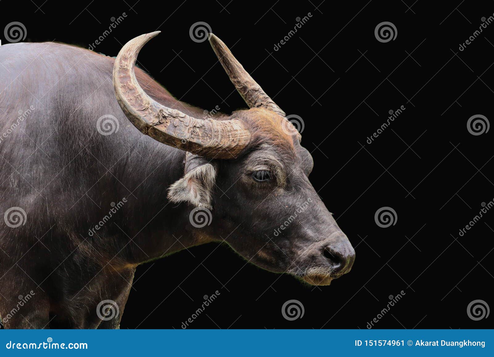 Buffalo isolated stock image. Image of farming, brown - 151574961