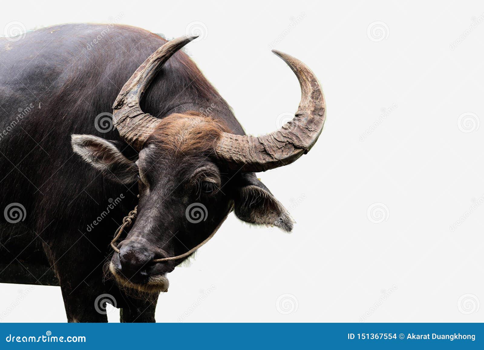 Buffalo isolated stock photo. Image of farm, fauna, botswana - 151367554