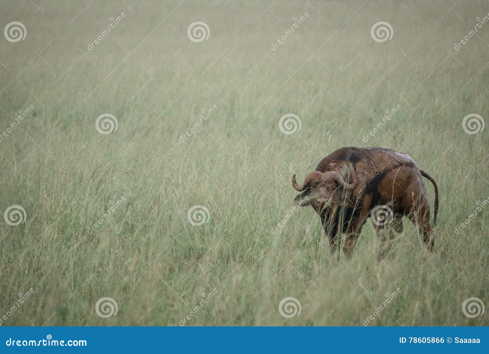Buffalo Isolated in the Field, Front View Stock Photo - Image of herd ...