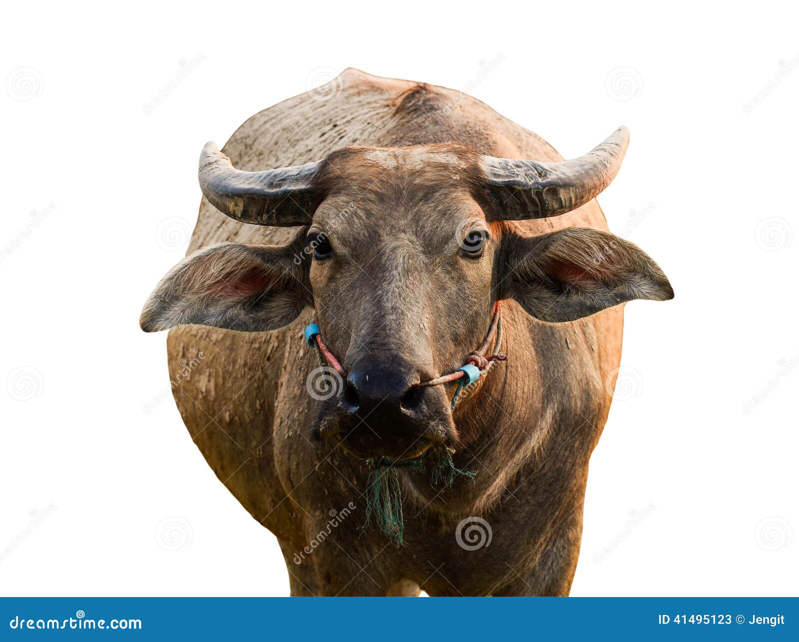 Buffalo isolated stock image. Image of grass, bovine - 41495123