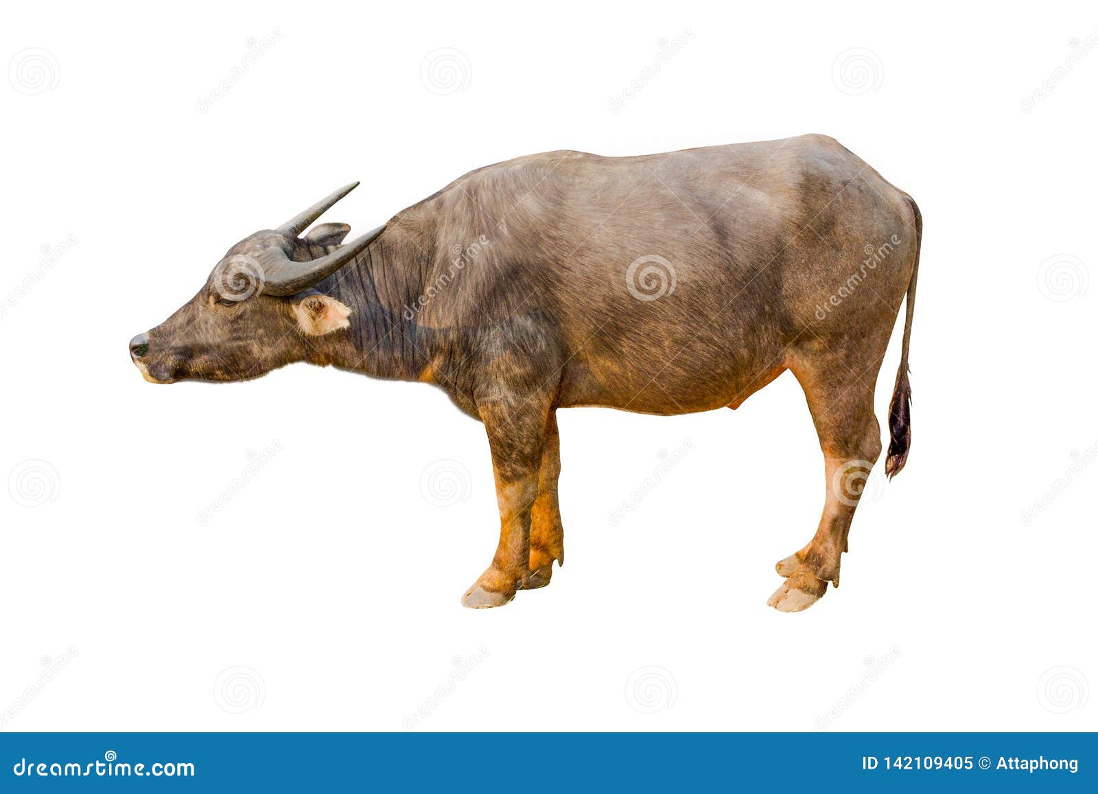 Buffalo Isolated On The White Background Thai Buffalo On White ...