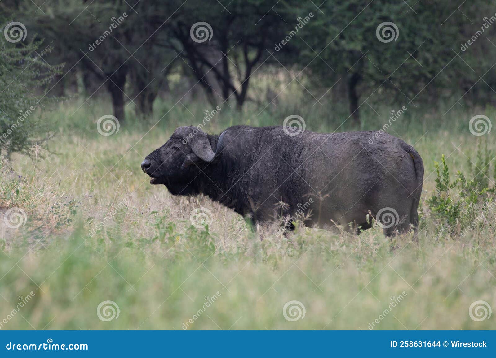 Buffalo in Its Natural Habitat Stock Photo - Image of safari, africa ...