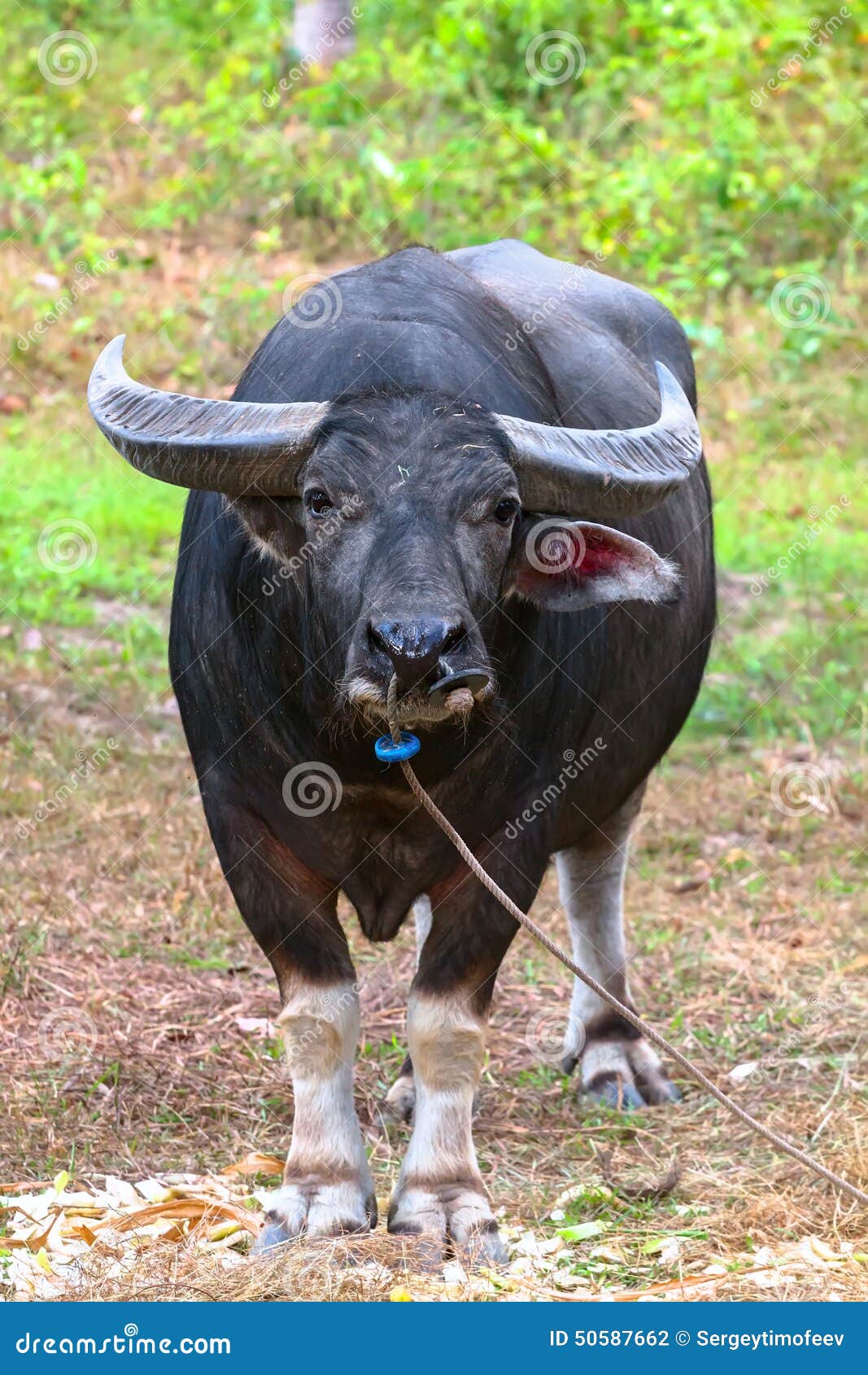Buffalo in the jungle stock photo. Image of fauna, animal - 50587662