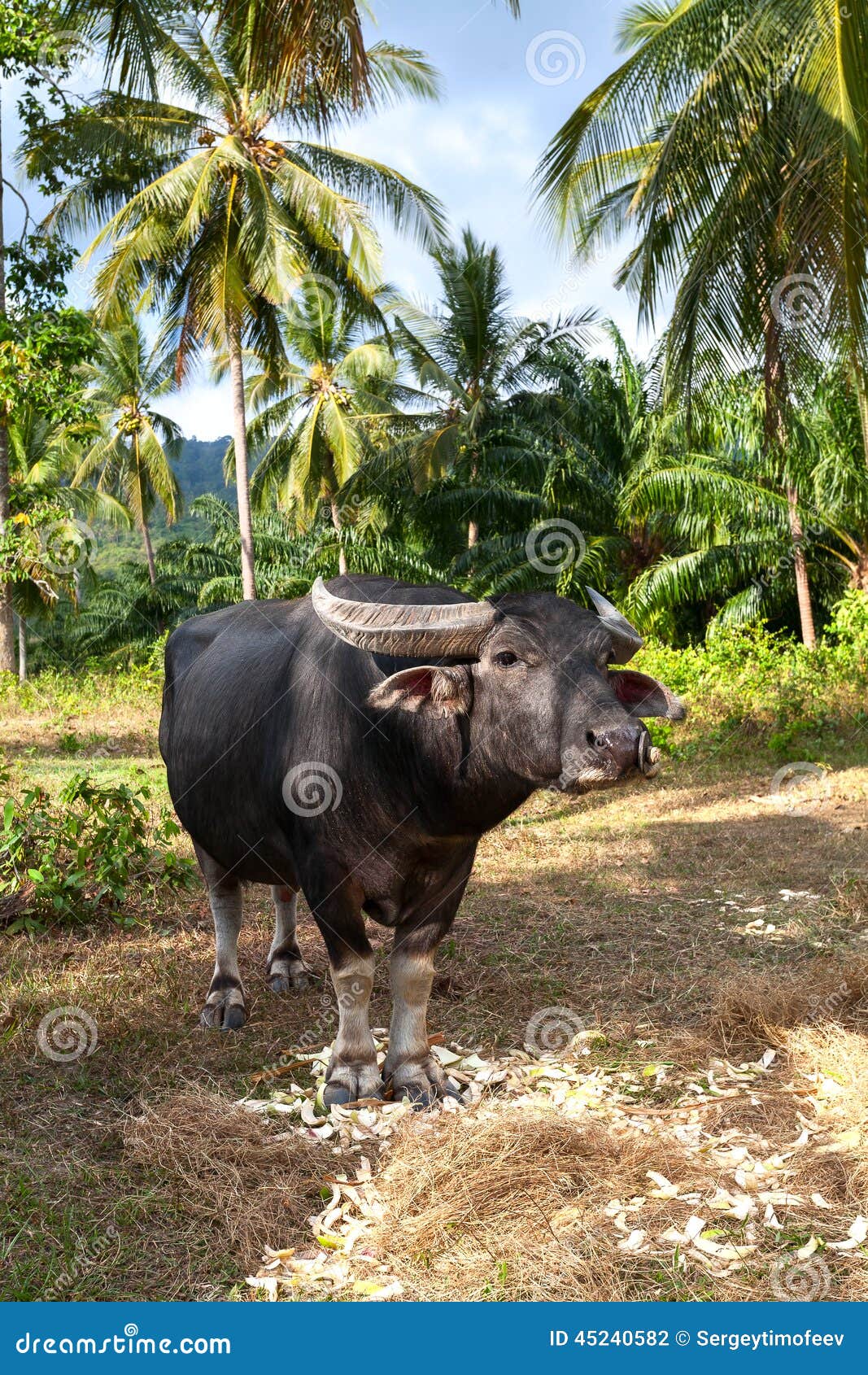 Buffalo, jungle, palm tree stock photo. Image of buffalo - 45240582