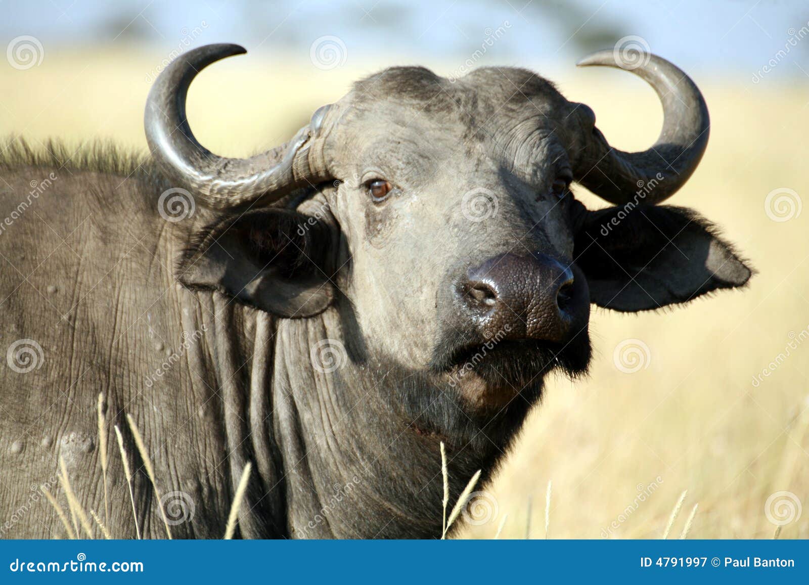 Buffalo (Kenya) stock image. Image of females, bushveld - 4791997