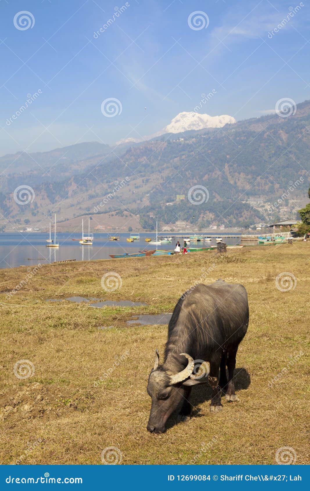 Buffalo at Lake Phewa, Pokhara, Nepal Stock Photo - Image of boat ...