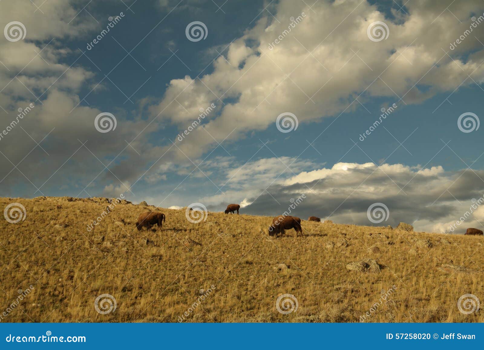 Buffalo Landscape and Clouds Stock Photo - Image of herd, grazing: 57258020
