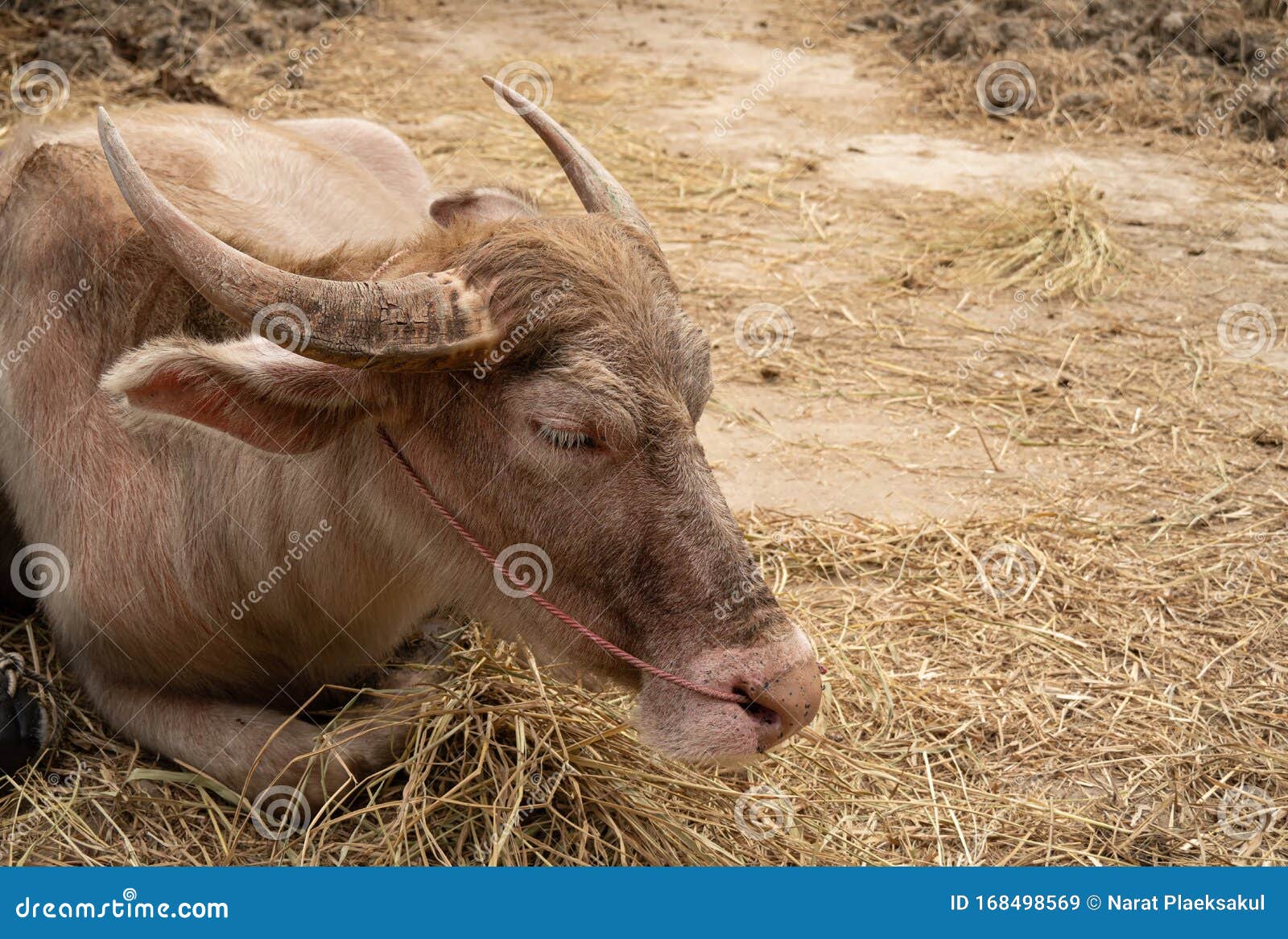 Buffalo Lay Down in the Pen. Stock Image - Image of frame, animal ...