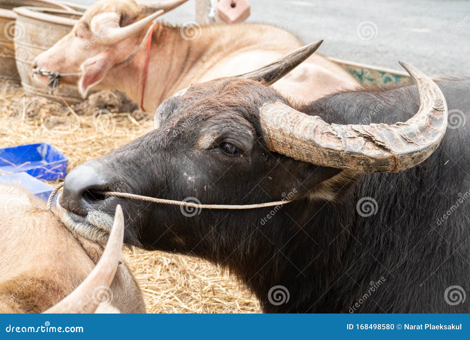Buffalo Lay Down in the Pen. Stock Photo - Image of alive, farming ...
