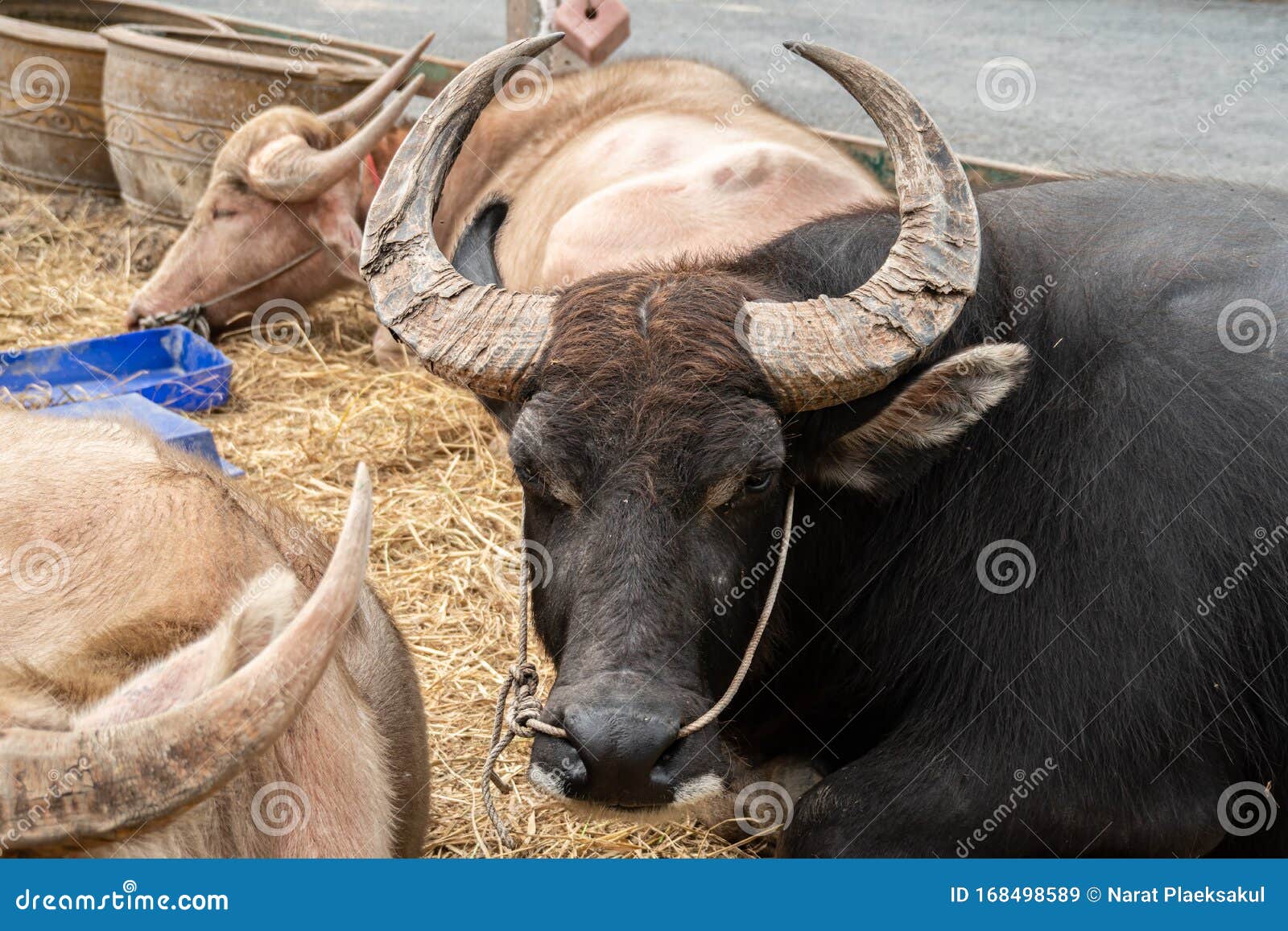 Buffalo Lay Down in the Pen. Stock Image - Image of alive, life: 168498589