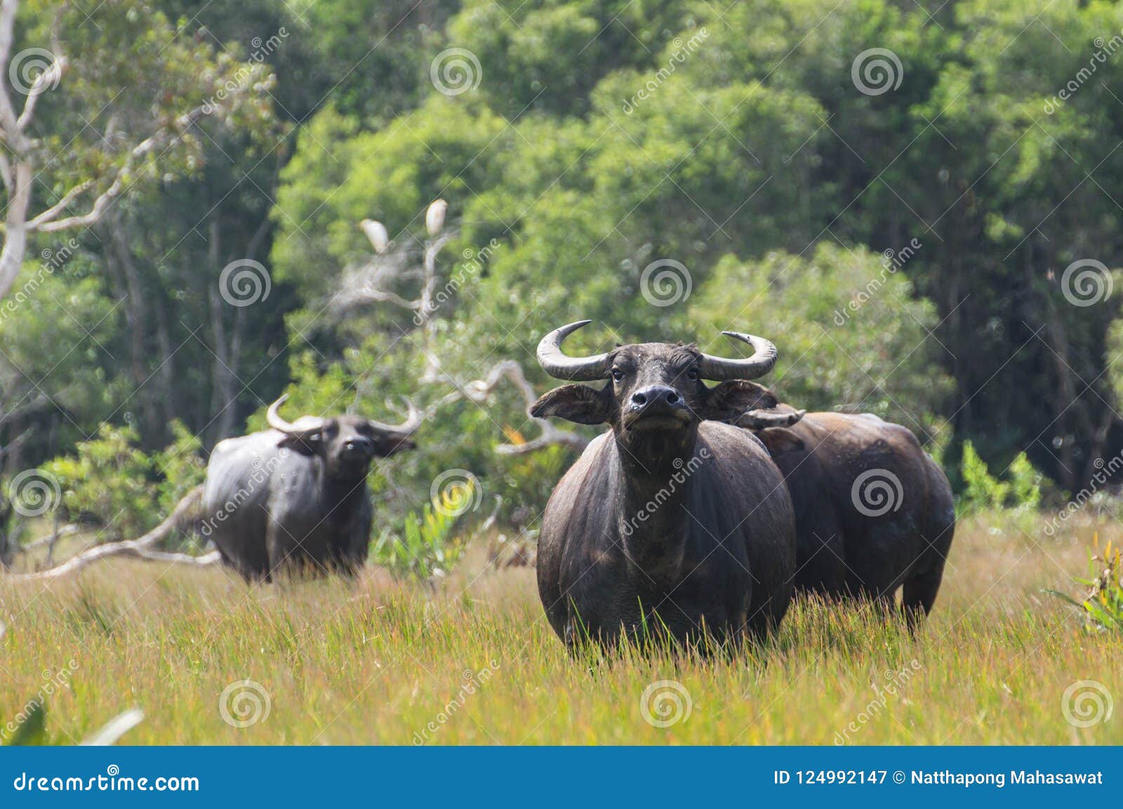 Buffalo Leader stock image. Image of wild, leader, face - 124992147