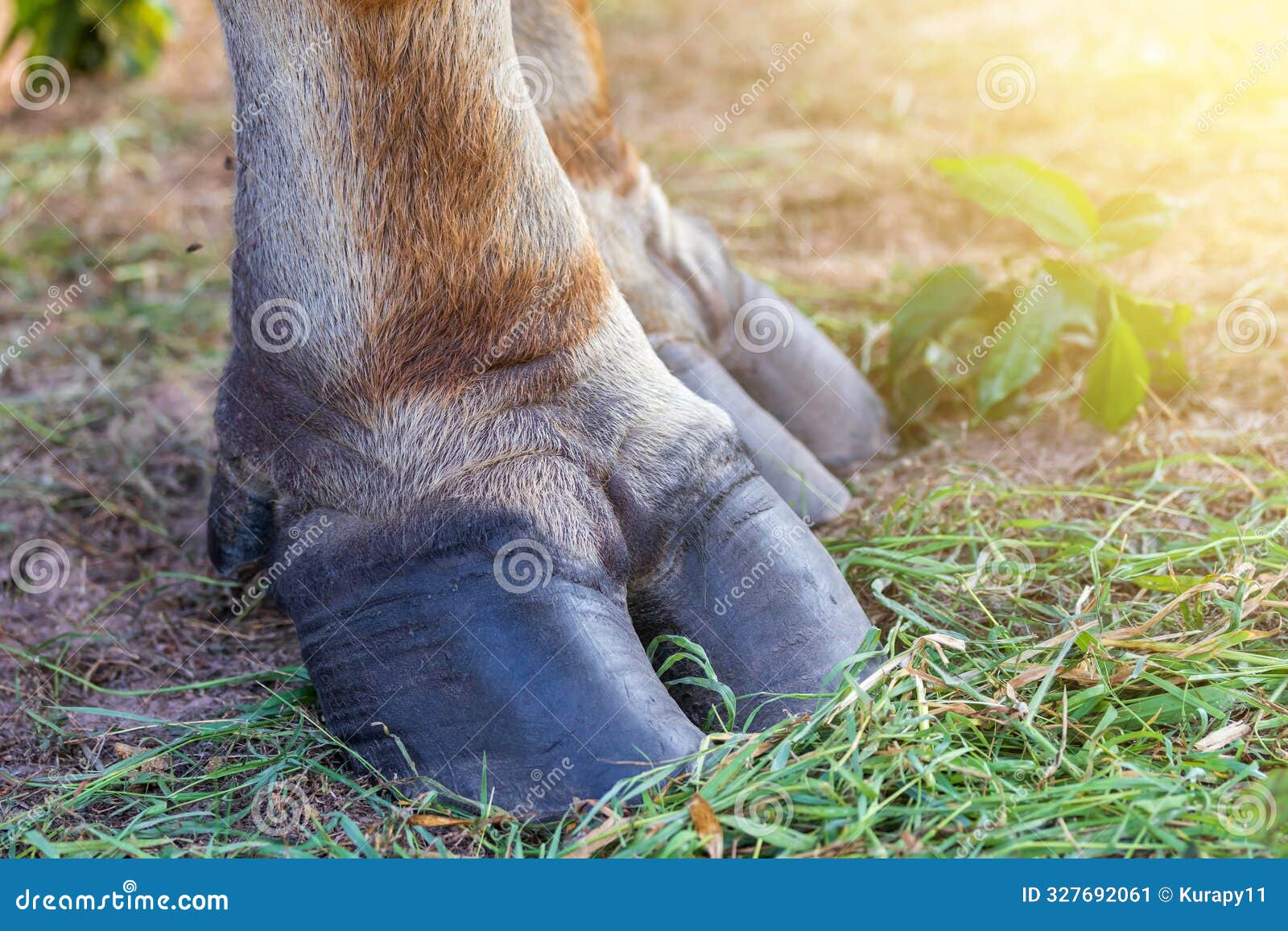 Buffalo legs on grass stock image. Image of wildlife - 327692061