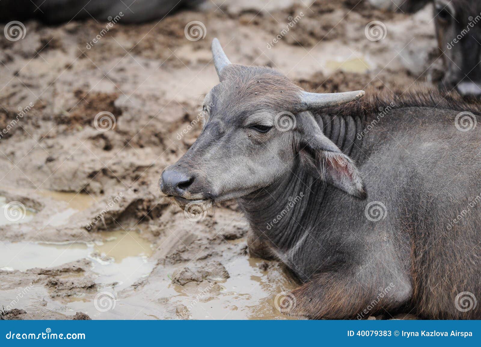 The Buffalo Lies in a Dirty Pool Stock Image - Image of mammal, india ...