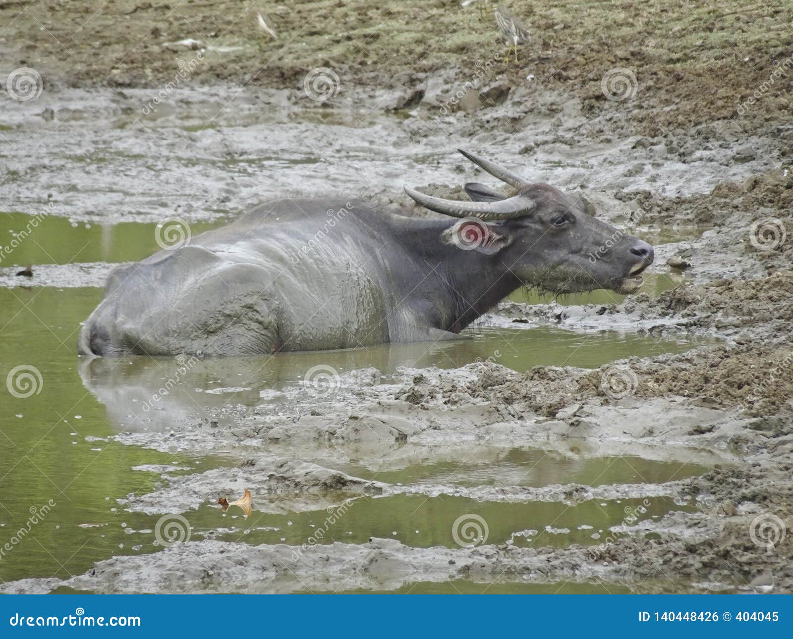 Buffalo Lies in a Muddy Puddle - Saved from Insect Bites Stock Photo ...