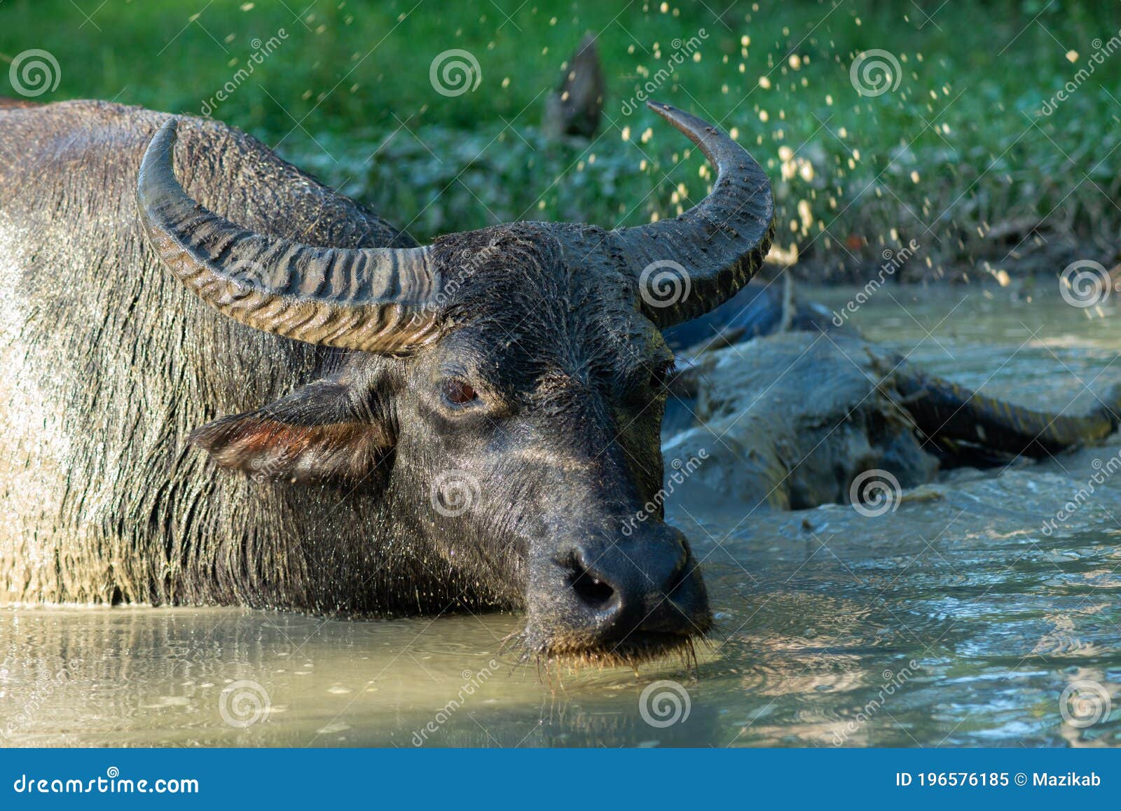 Buffalo stock image. Image of cool, field, buffalo, animal - 196576185