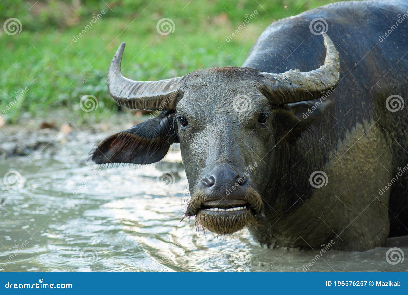 Buffalo stock image. Image of bull, field, farm, lake - 196576257