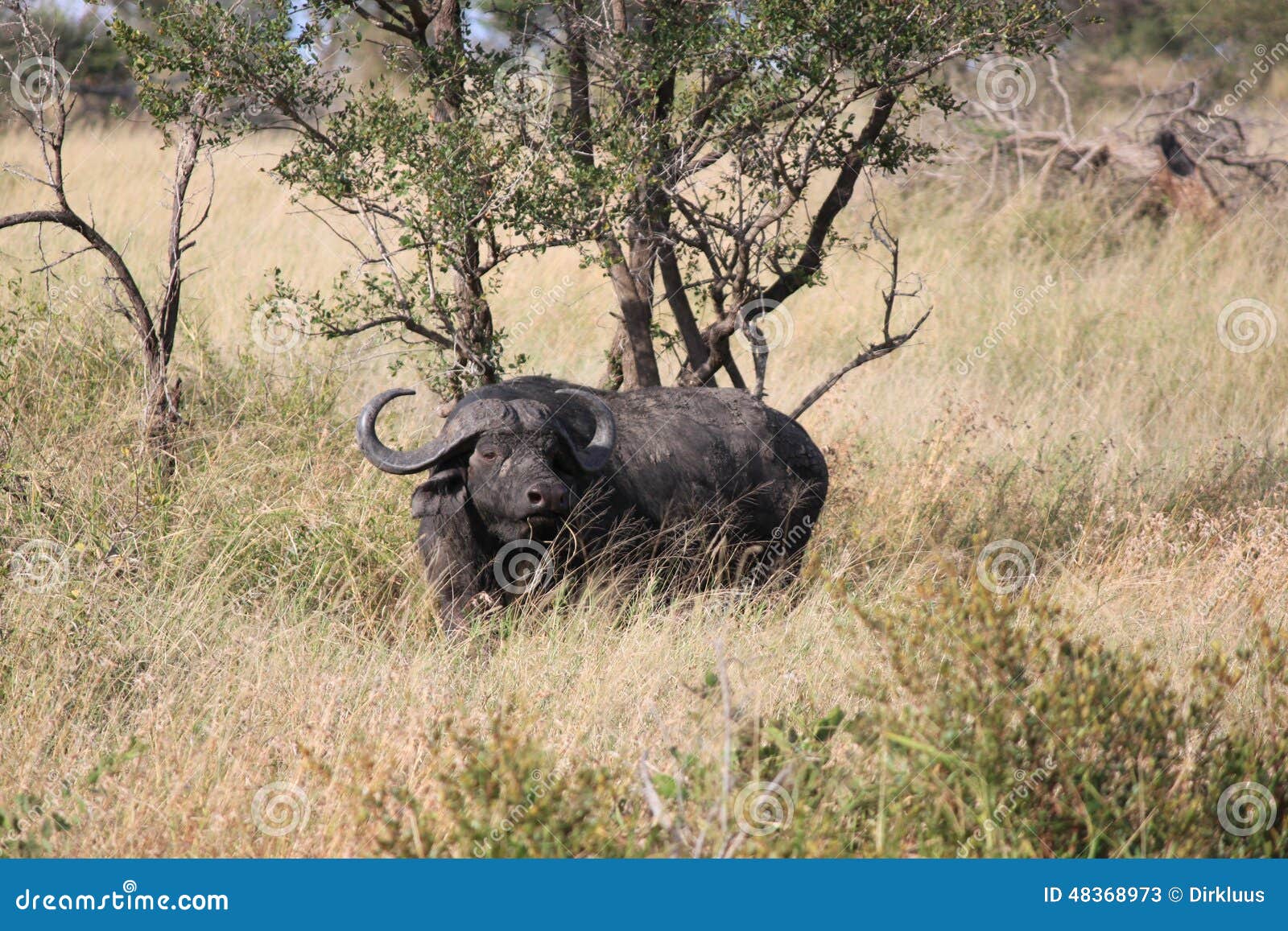 Buffalo stock image. Image of wildlife, horns, bushveld - 48368973