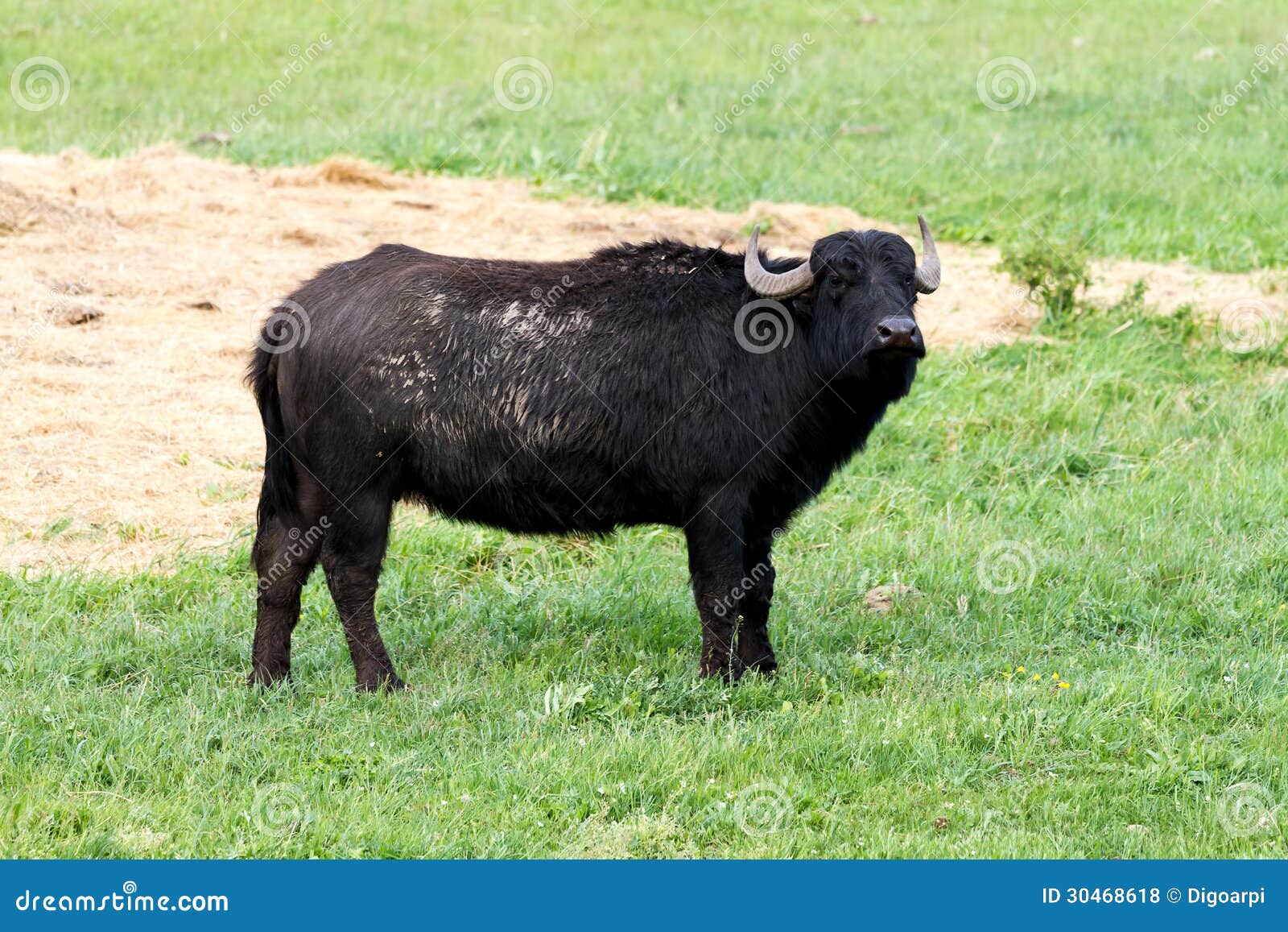 Buffalo stock photo. Image of outdoor, buffalo, green - 30468618