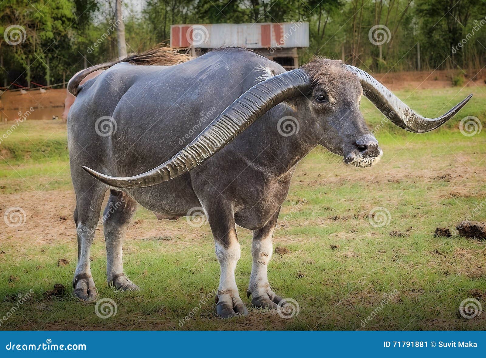 Buffalo long horn, stock image. Image of bull, conservation - 71791881