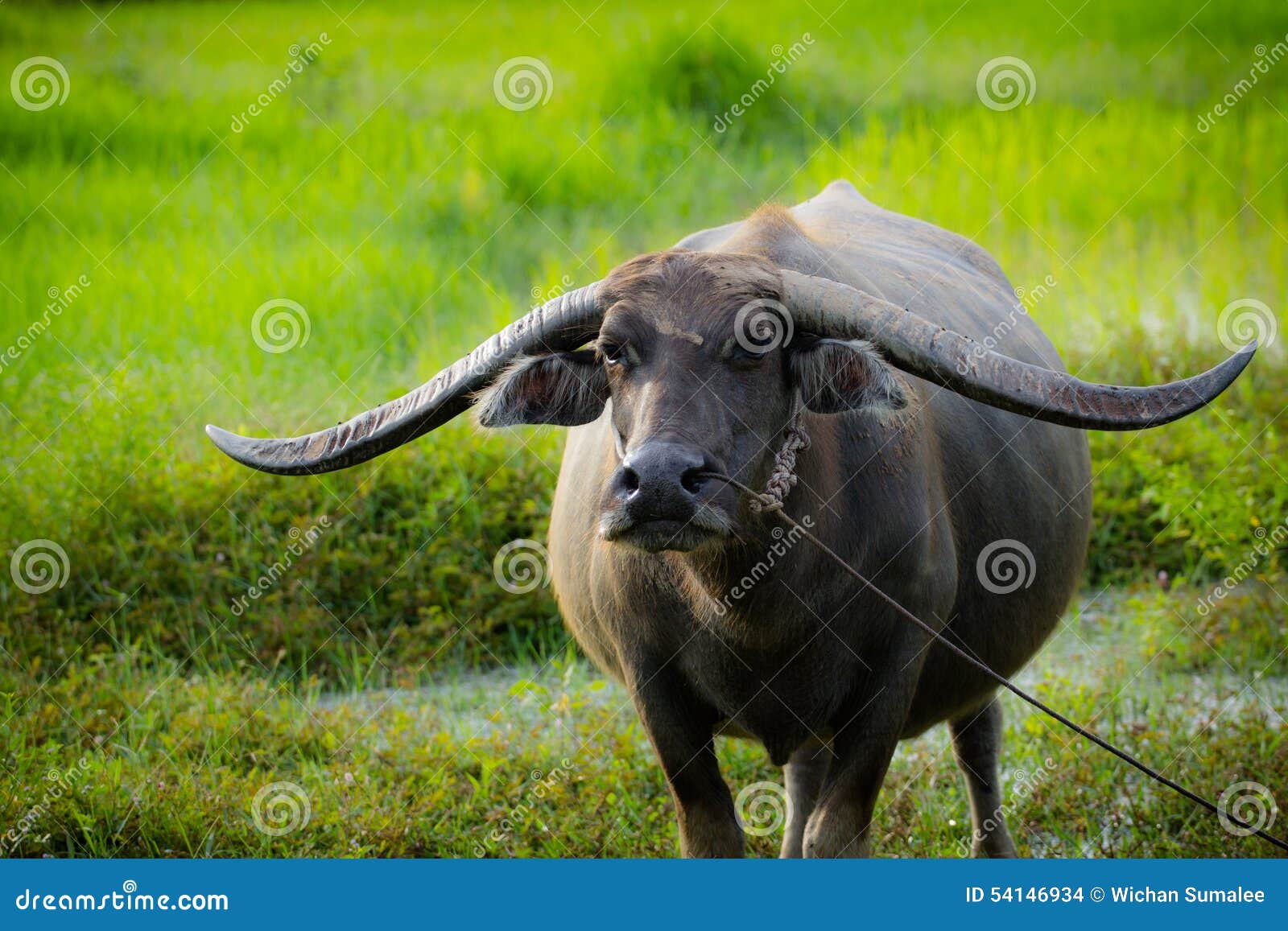 Buffalo long horn stock photo. Image of horizontal, looking - 54146934