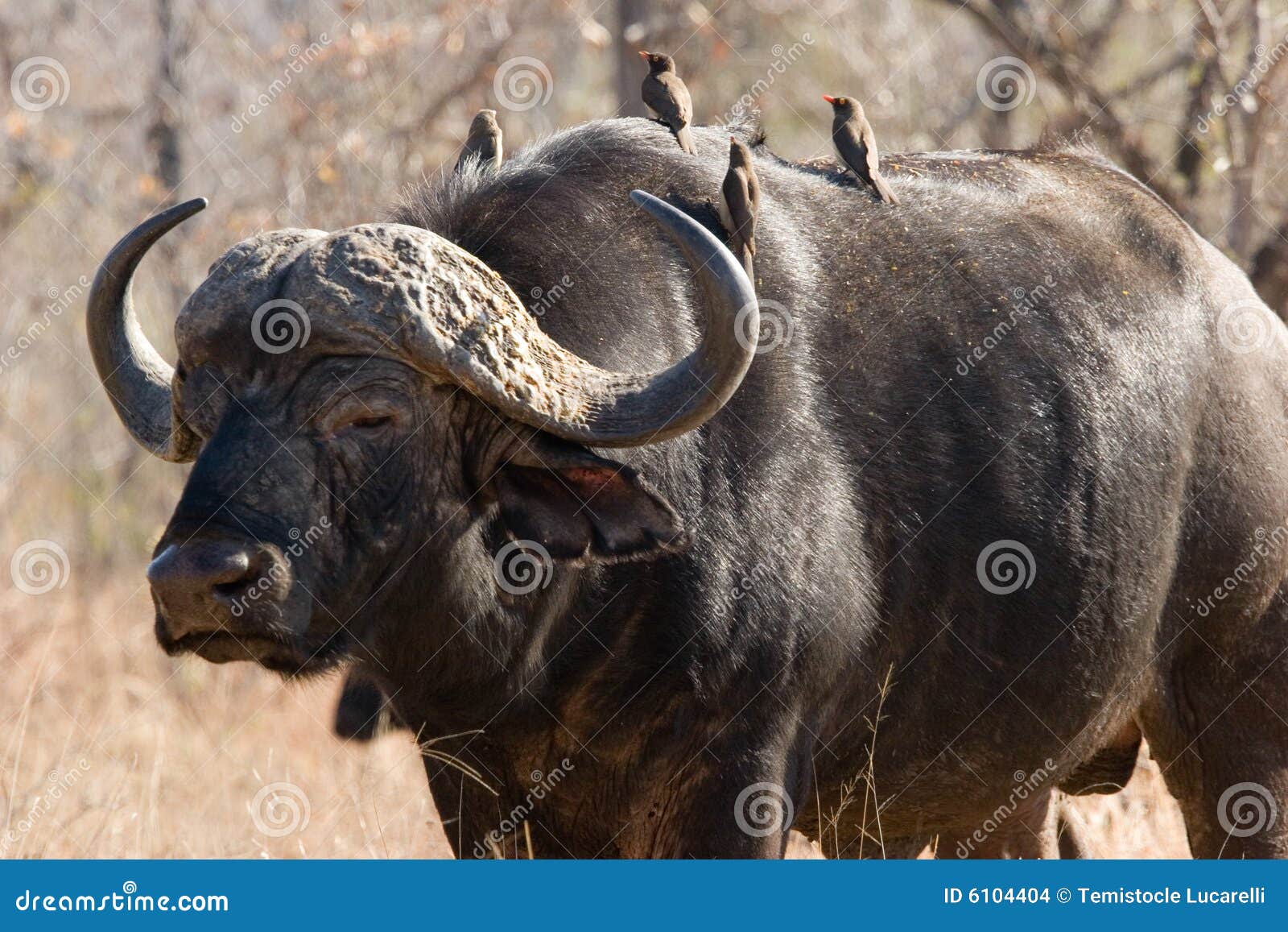 Buffalo look stock photo. Image of creature, kenya, jungle - 6104404