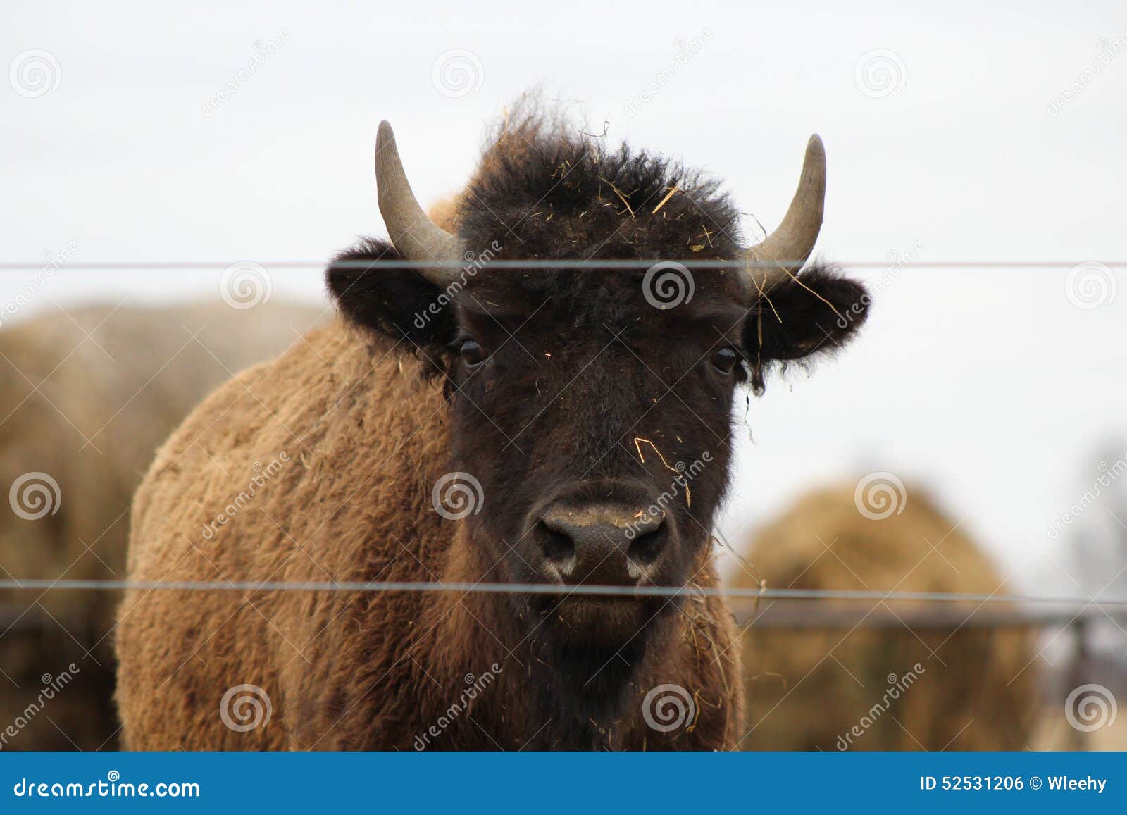 Buffalo stock photo. Image of horn, animal, buffalo, black - 52531206