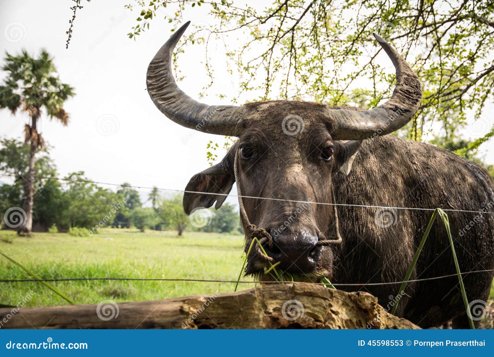 Buffalo stock image. Image of looking, animal, buffalo - 45598553