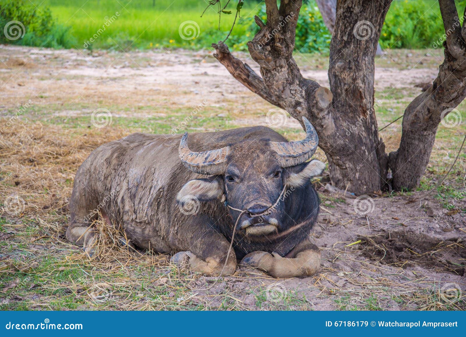 Buffalo stock image. Image of looking, buffalo, bovine - 67186179