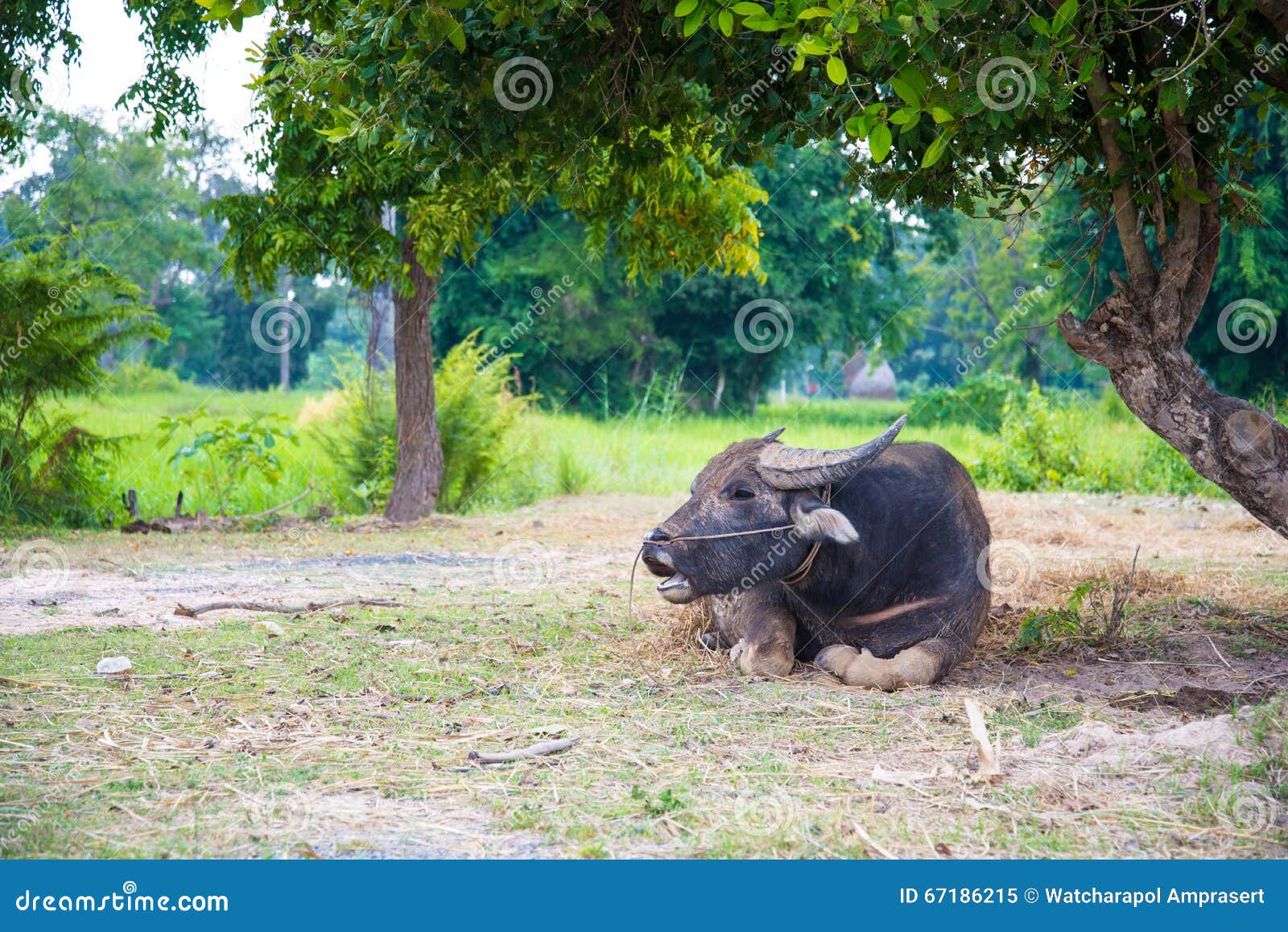 Buffalo stock image. Image of herbivore, mammal, nature - 67186215