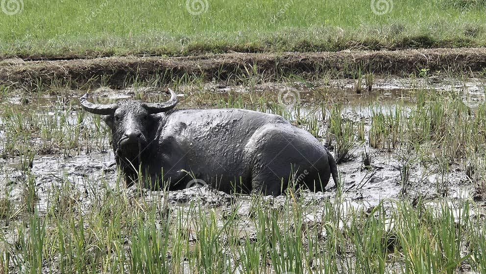 Buffalo in the mad stock image. Image of grassland, herd - 351094173