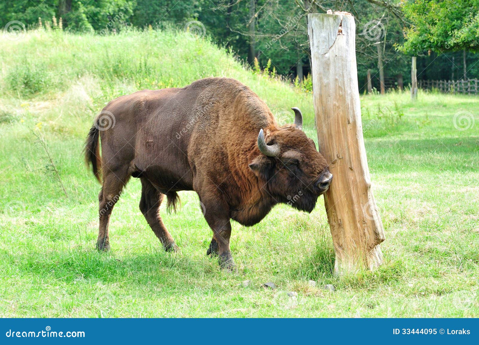 Buffalo male. stock image. Image of european, horned - 33444095