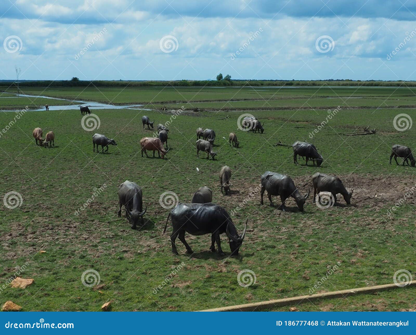 Buffalo in the meadow stock photo. Image of cattle, buffalo - 186777468