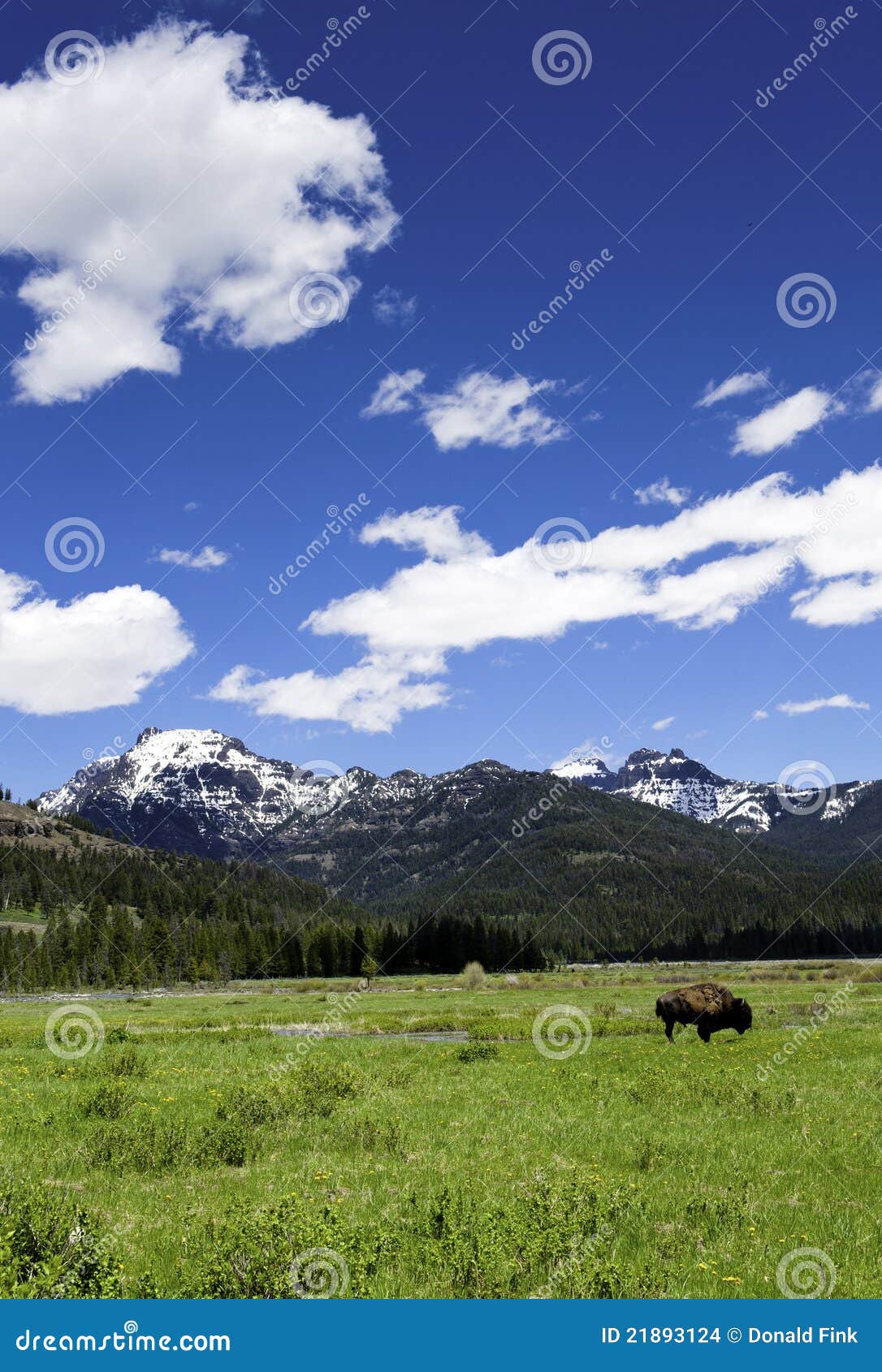 Buffalo in a Meadow stock photo. Image of yellowstone - 21893124