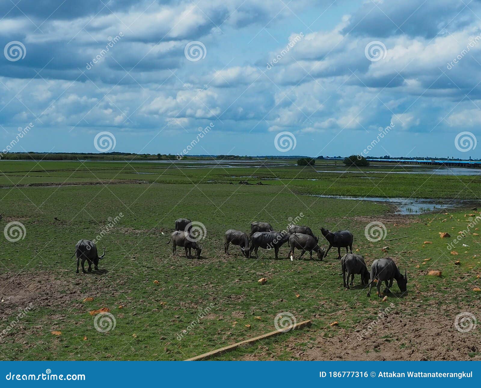 Buffalo in the meadow stock photo. Image of bovine, landscape - 186777316