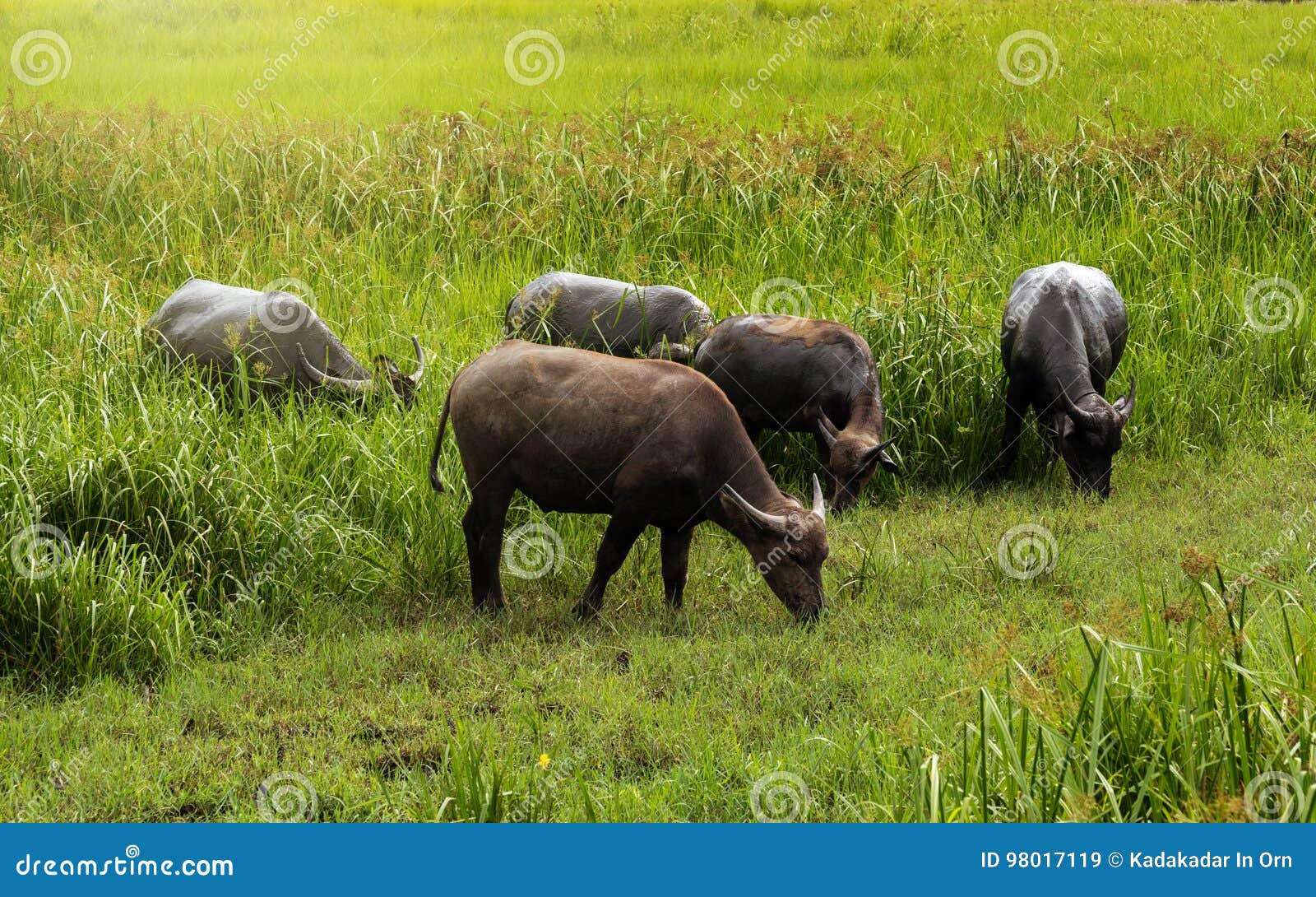 Buffalo in the meadow stock image. Image of thailand - 98017119