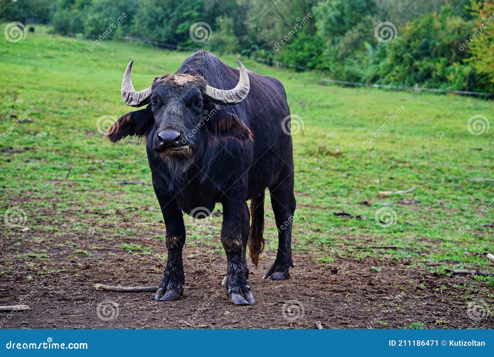 Buffalo on the meadow 3 stock image. Image of shaggy - 211186471