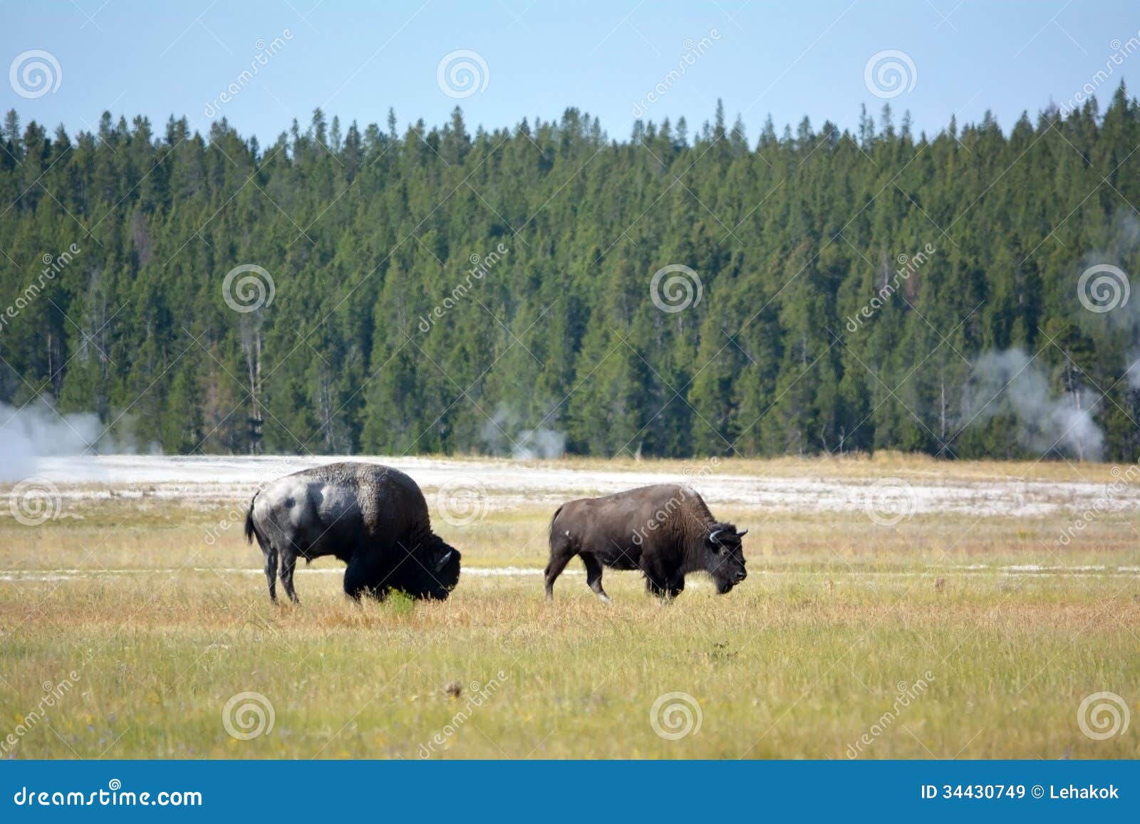 Buffalo on the meadow stock image. Image of farm, grass - 34430749