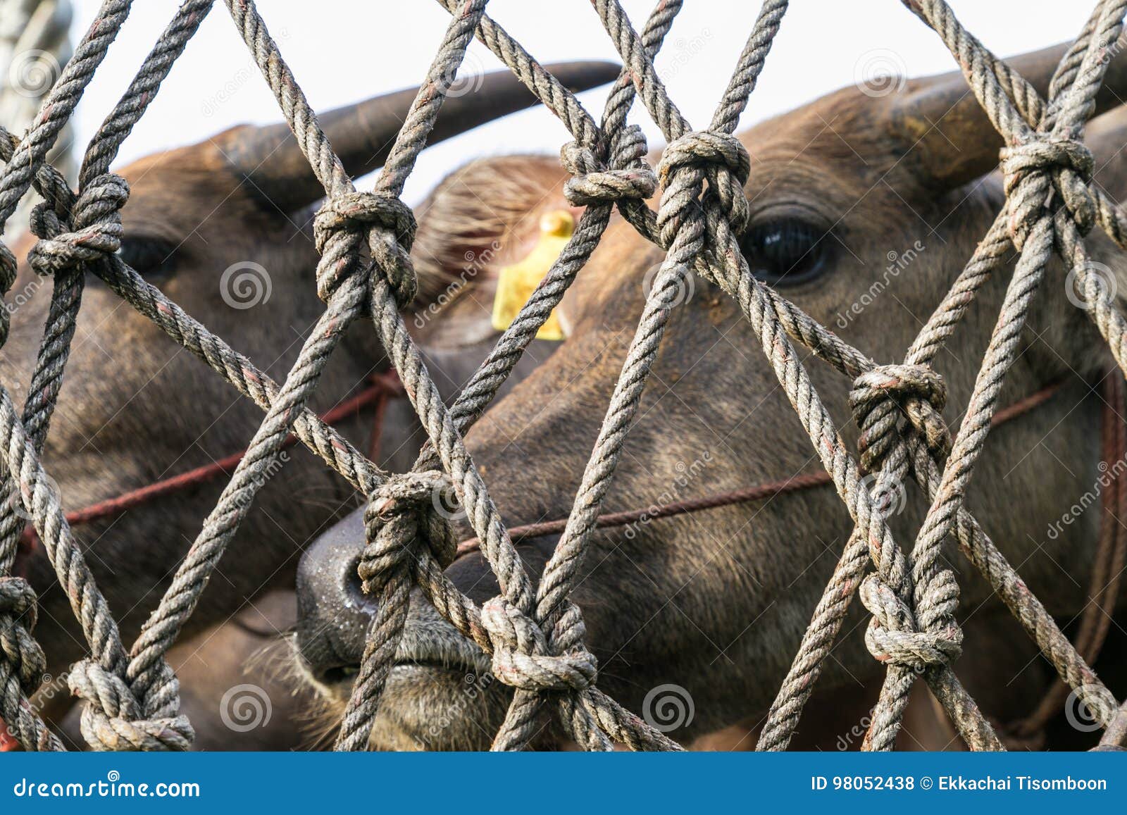 Buffalo in a Mesh Cage on a Truck . Stock Photo - Image of countryside ...