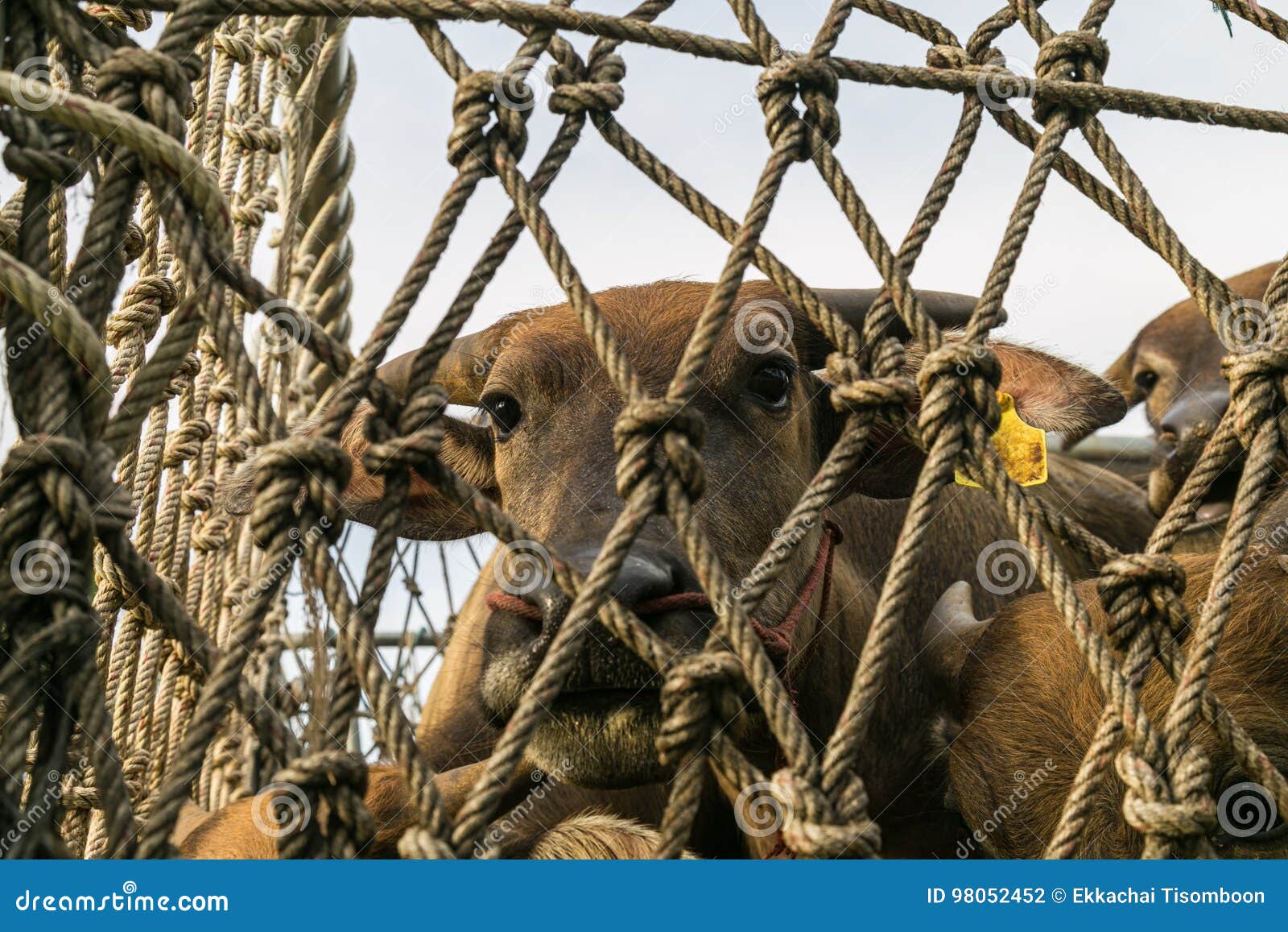 Buffalo in a Mesh Cage on a Truck . Stock Photo - Image of group ...