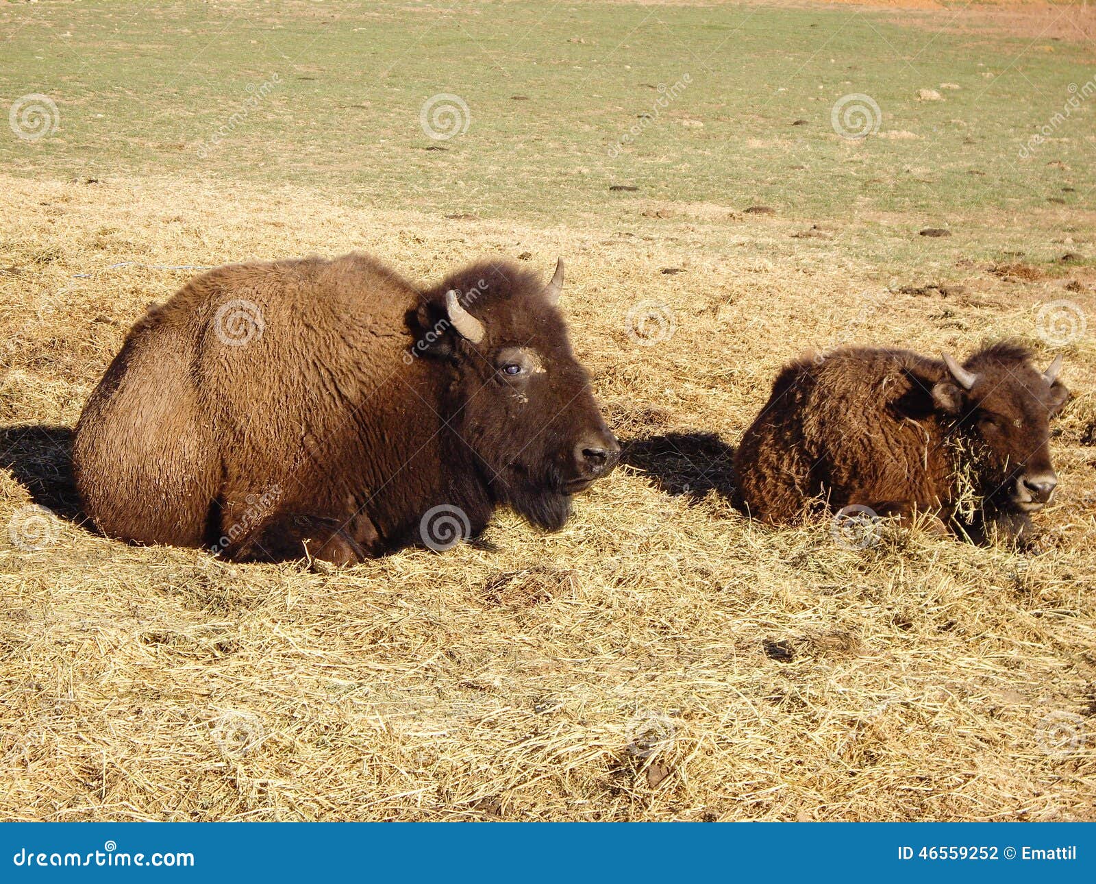 Buffalo Mom and Baby Resting Stock Photo - Image of sand, yellowstone ...