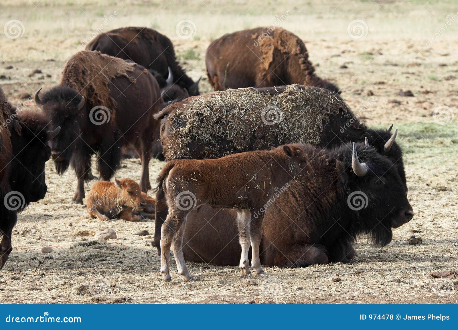 Buffalo mother and calf stock photo. Image of utah, mammal - 974478