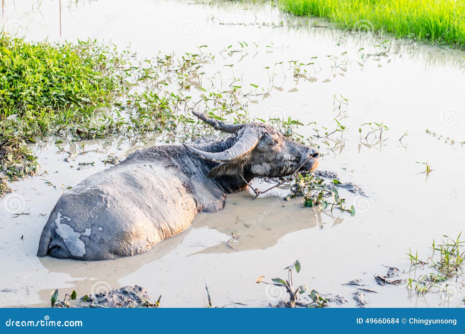 Buffalo in the Mud at the Farm Stock Photo - Image of outdoor, culture ...