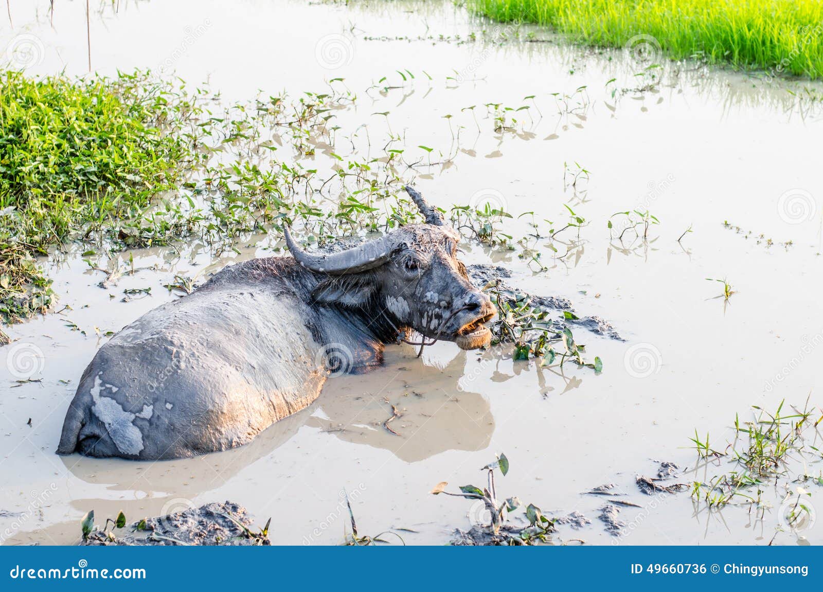 Buffalo in the Mud at the Farm Stock Photo - Image of muscle, meat ...