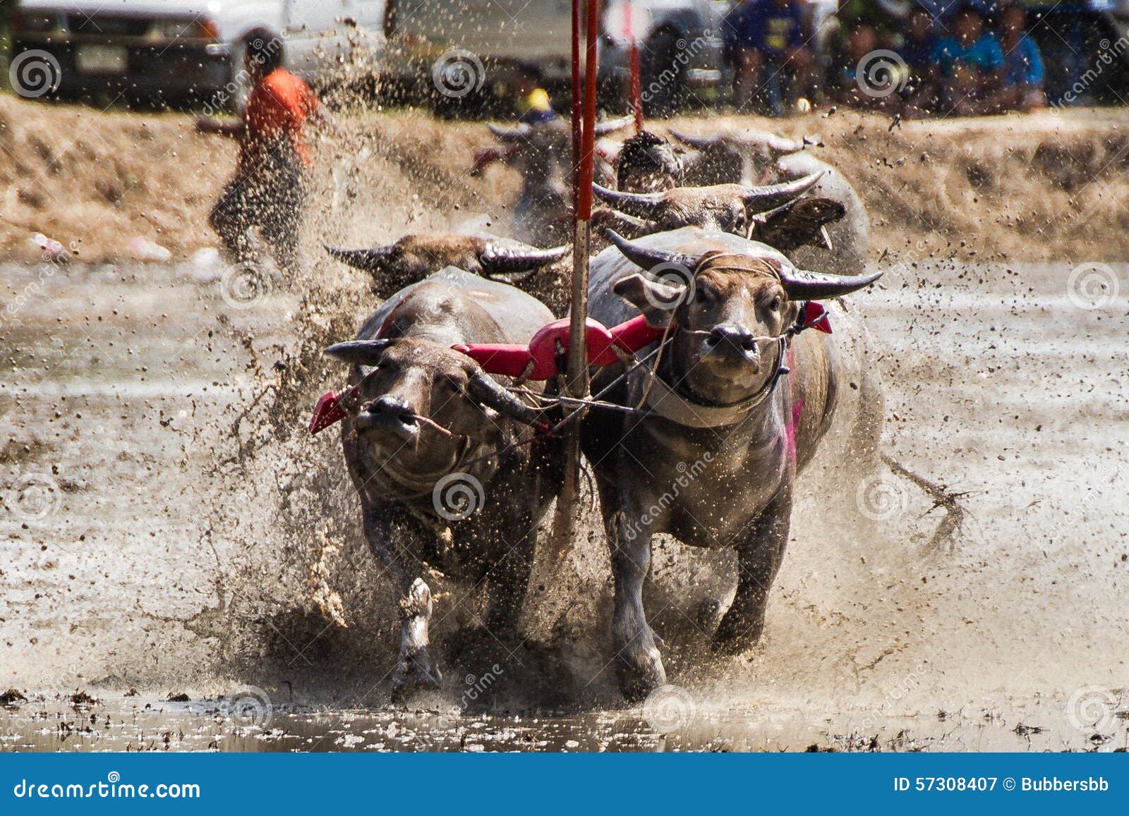 Buffalo Mud Race stock image. Image of animal, ghost - 57308407