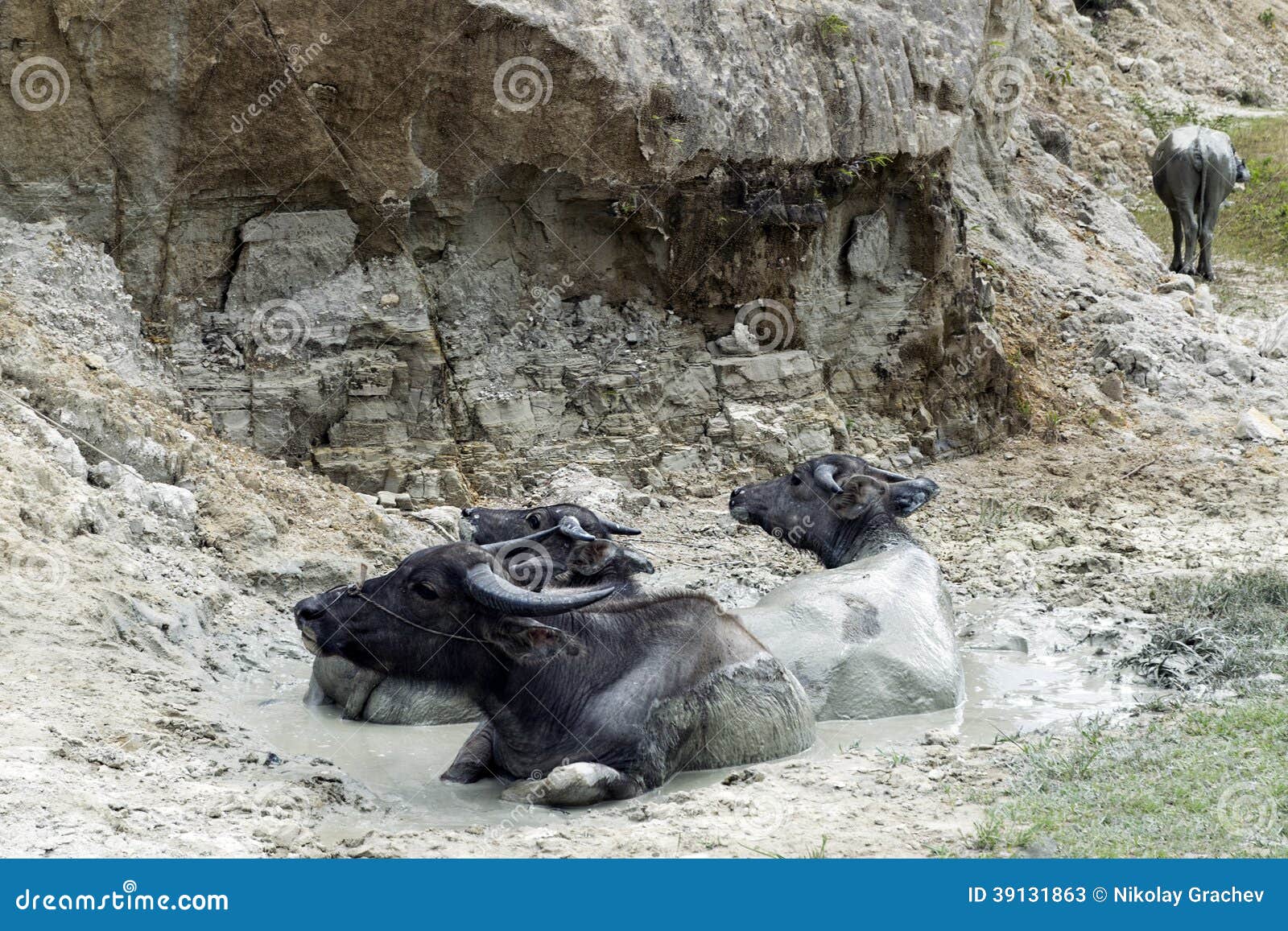 Buffalo in Mud. stock image. Image of north, tuktuk, beautiful - 39131863