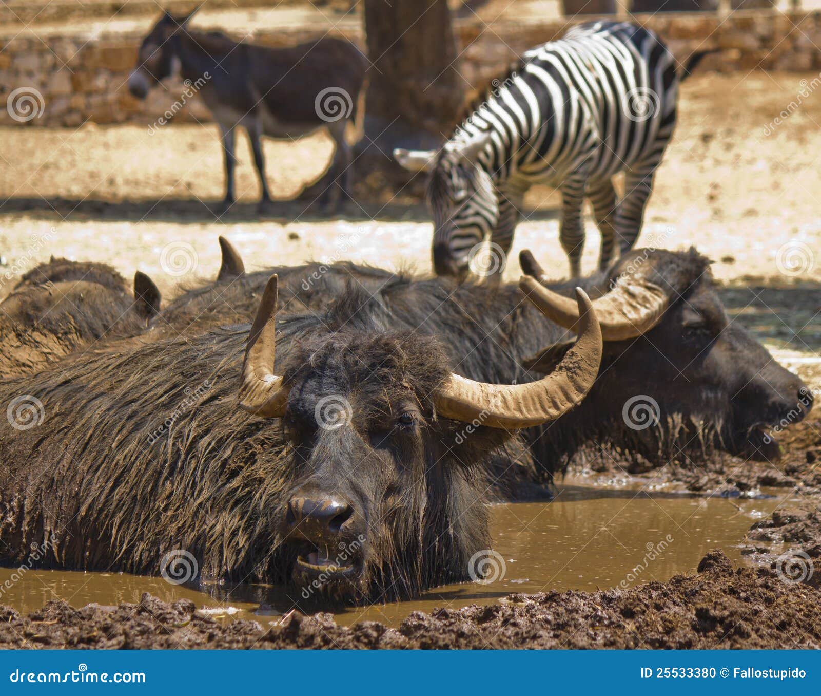 Buffalo in the Mud and Zebra Stock Photo - Image of africa, buffalo ...