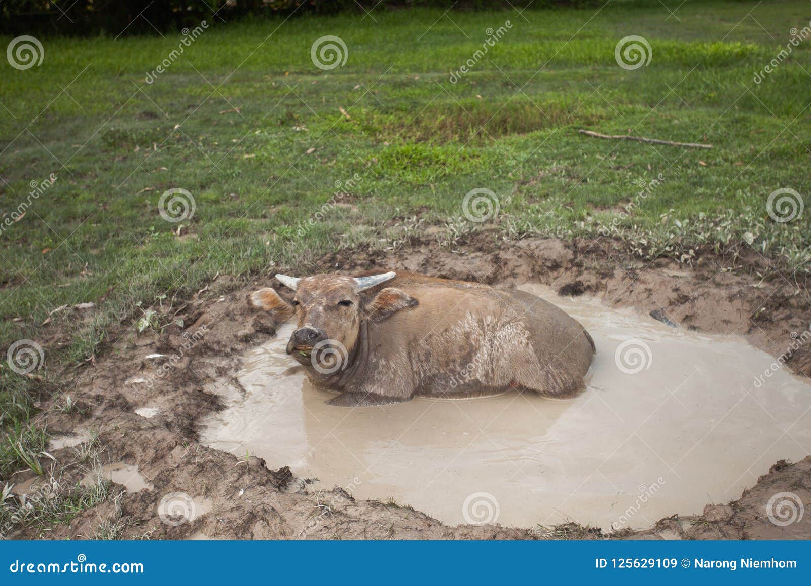 Buffalo Sleep in the Mud Stall Stock Image - Image of blue, mammal ...